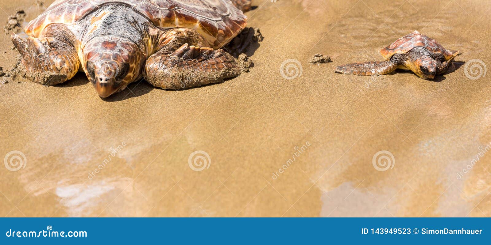 Turtle Baby with Mother on Beach Stock Image - Image of rescue ...