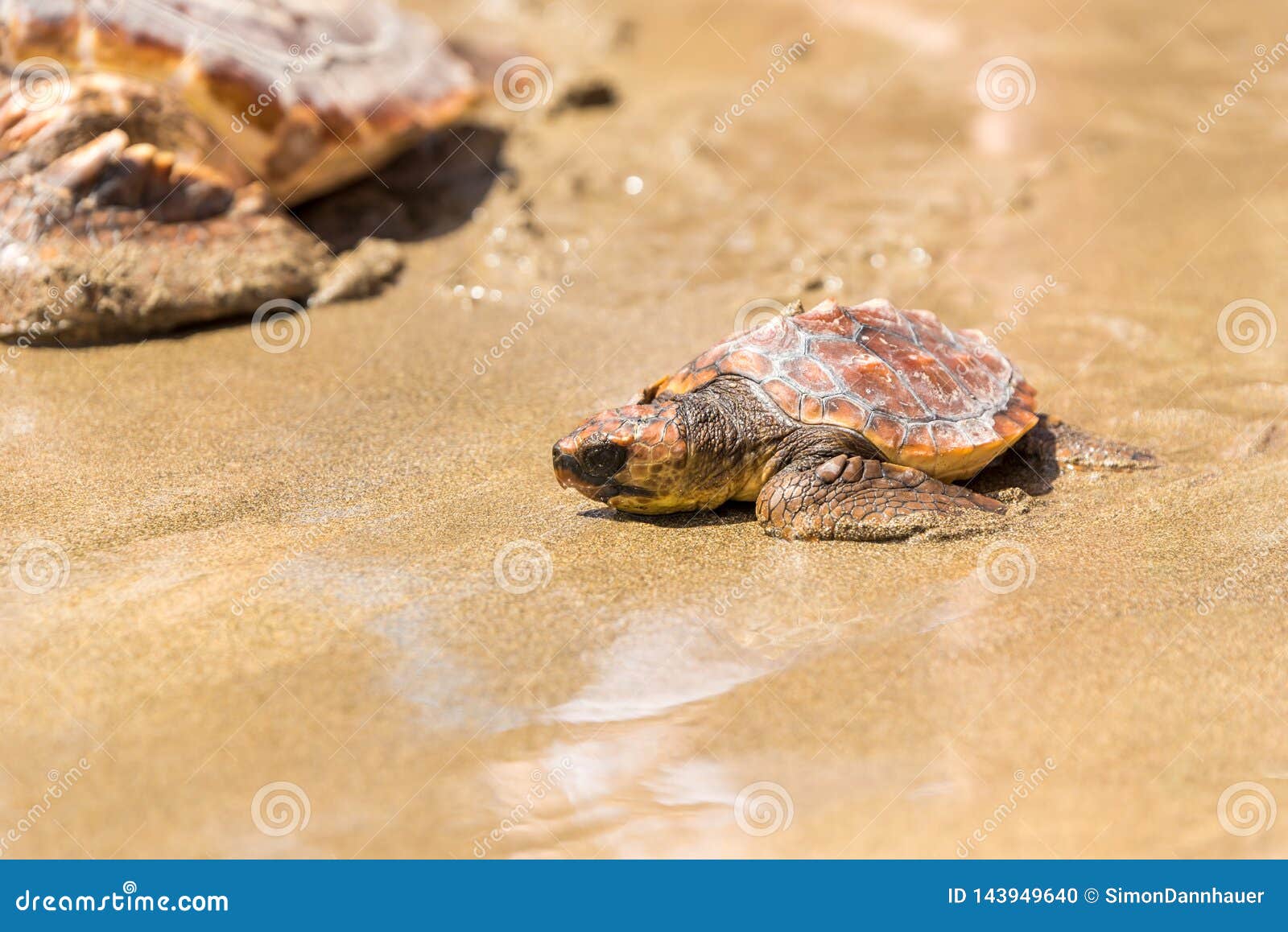 Turtle Baby with Mother on Beach Stock Photo - Image of animal, sand ...