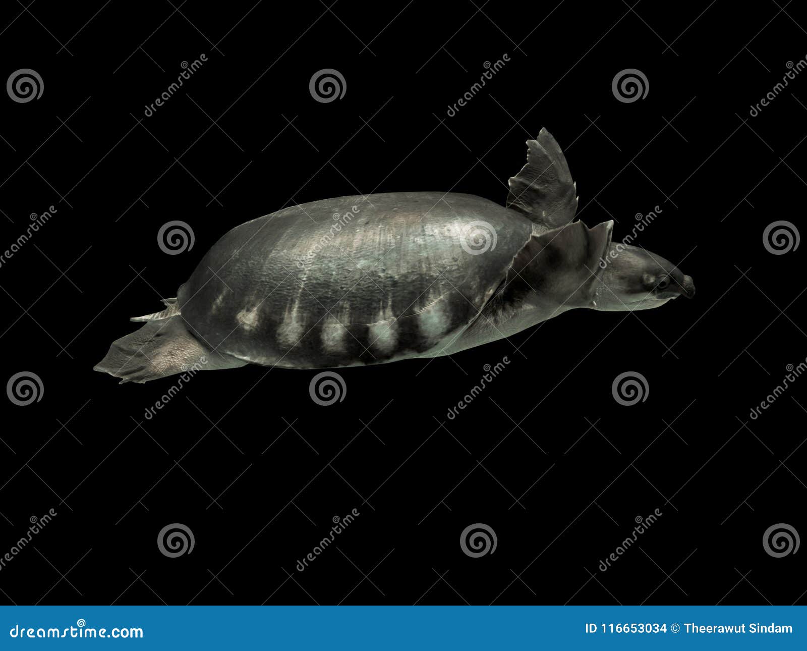 Turtle black background stock photo. Image of green - 116653034