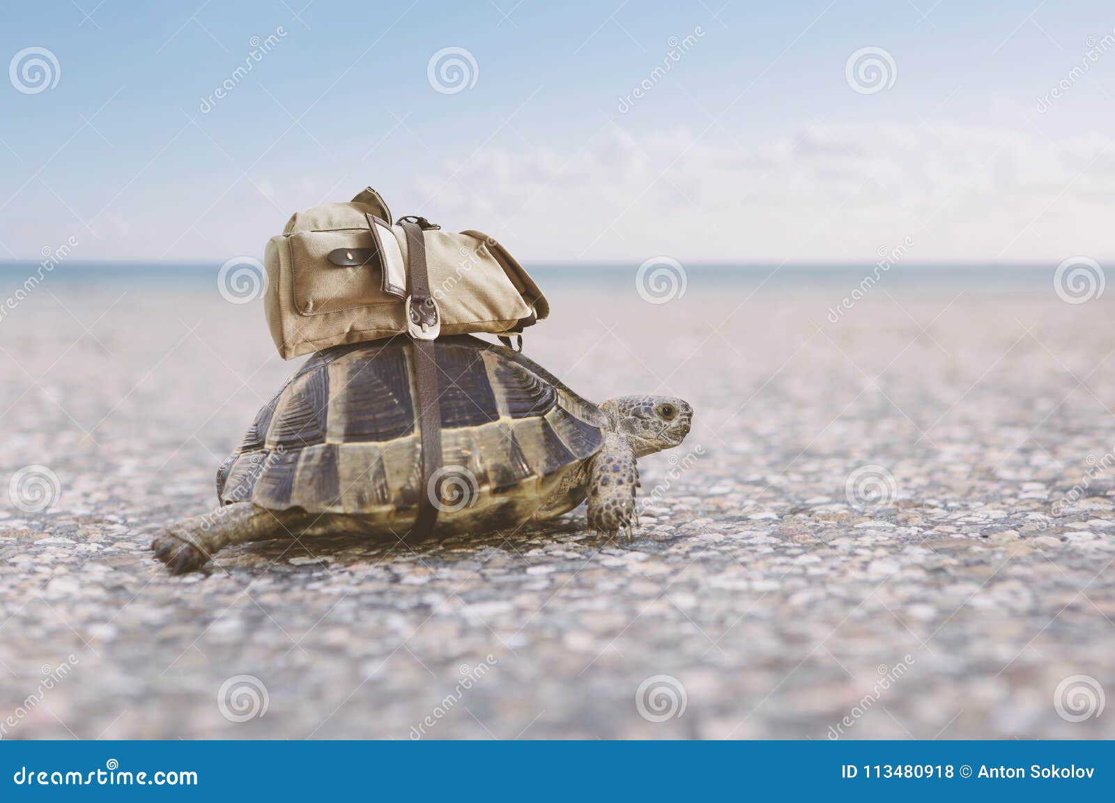 Turtle with Backpack on a Back. Stock Photo - Image of oldfashioned ...