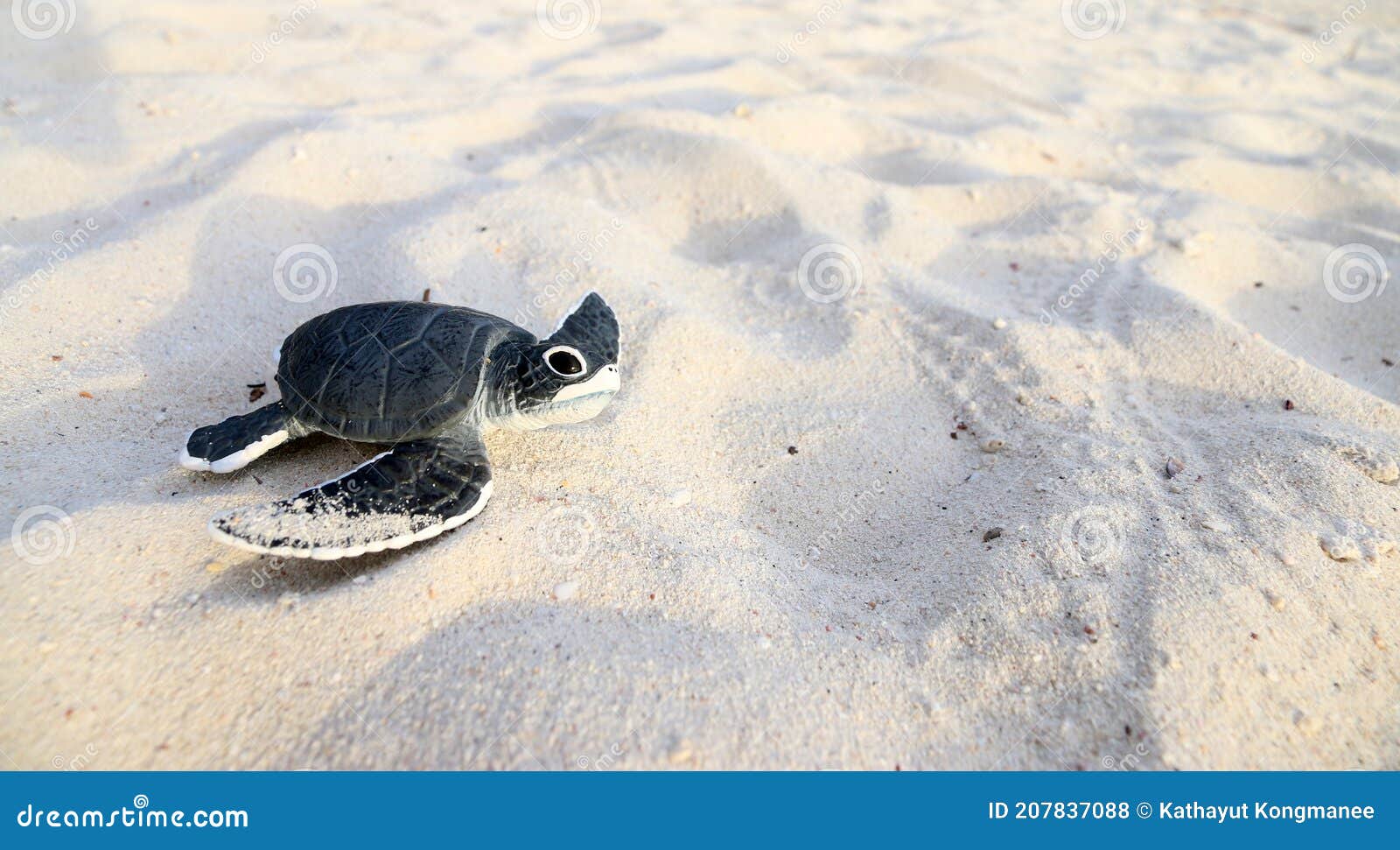 Turtle Balls on the White Beach Stock Photo - Image of graphic, icon ...