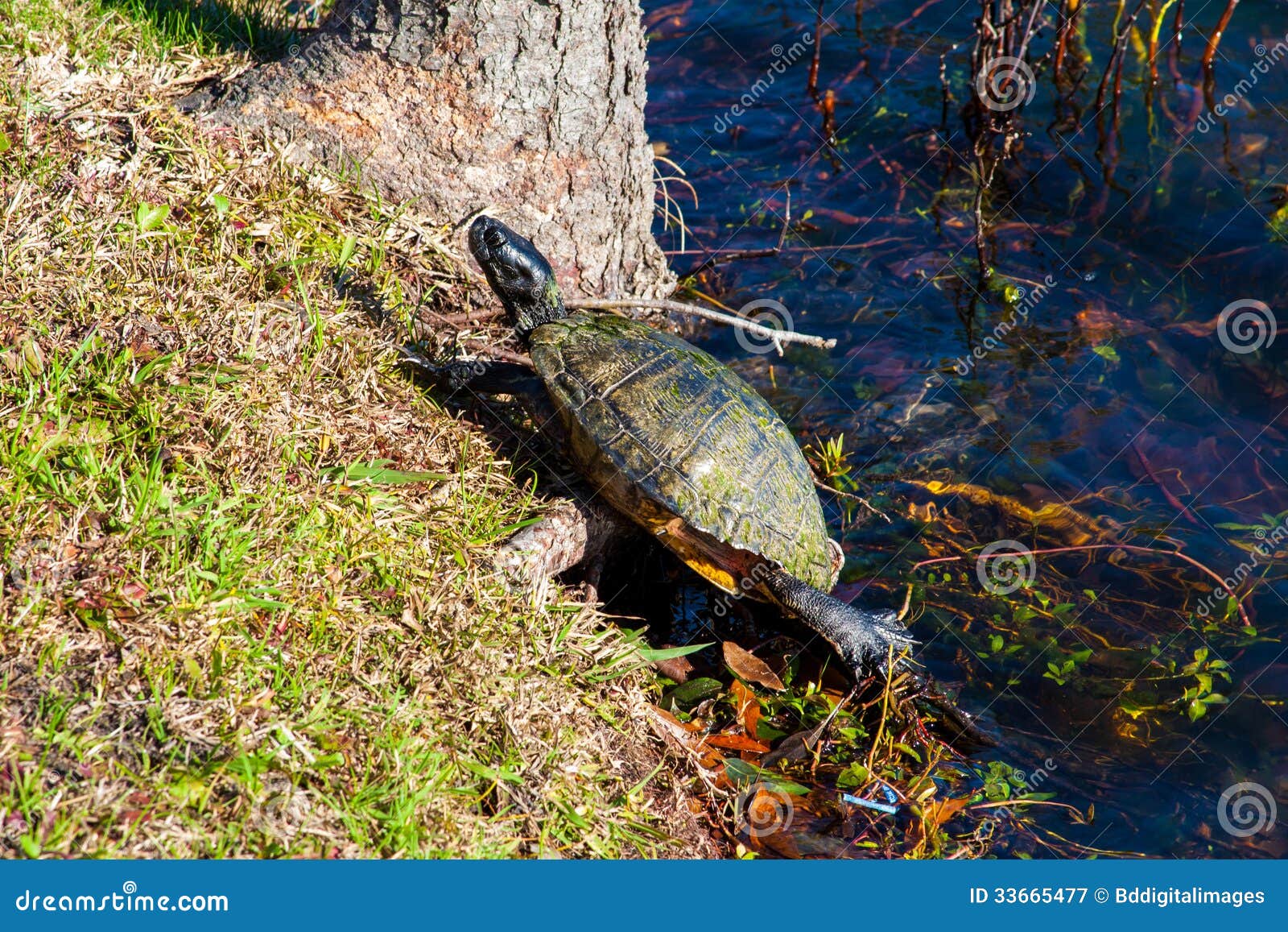 Turtle stock image. Image of animal, nature, reptile - 33665477