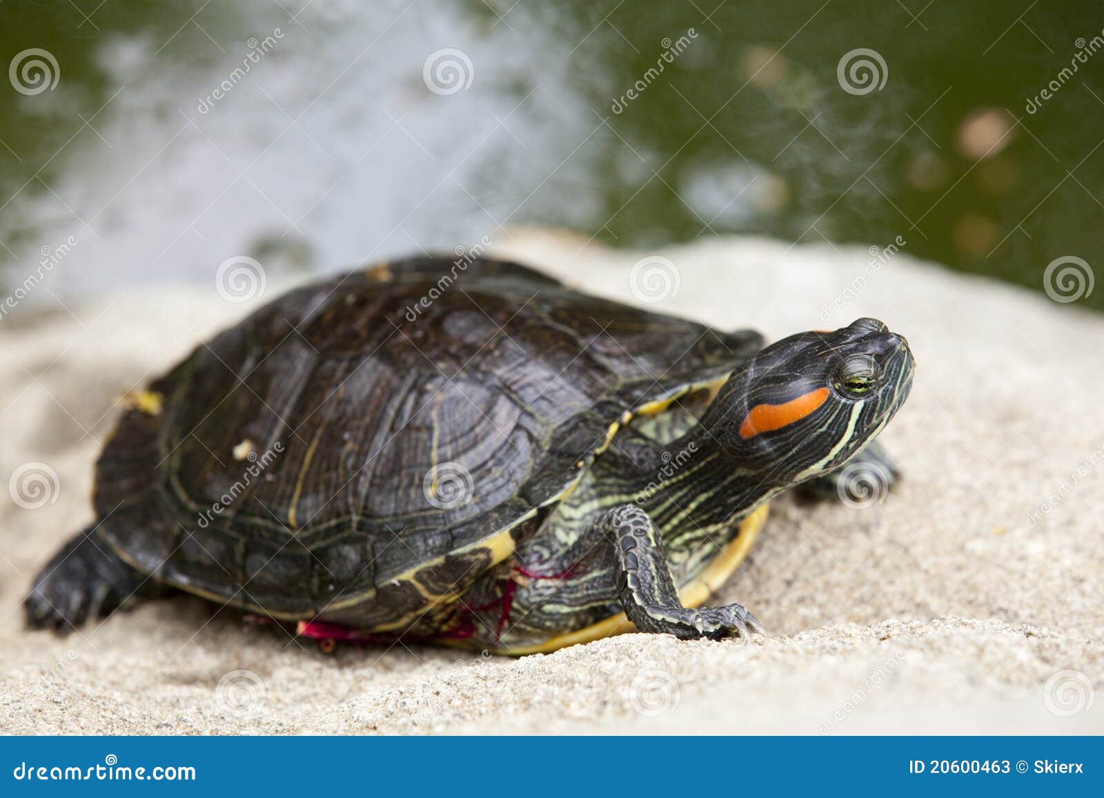 Turtle Basking stock image. Image of sunbathing, rock - 20600463