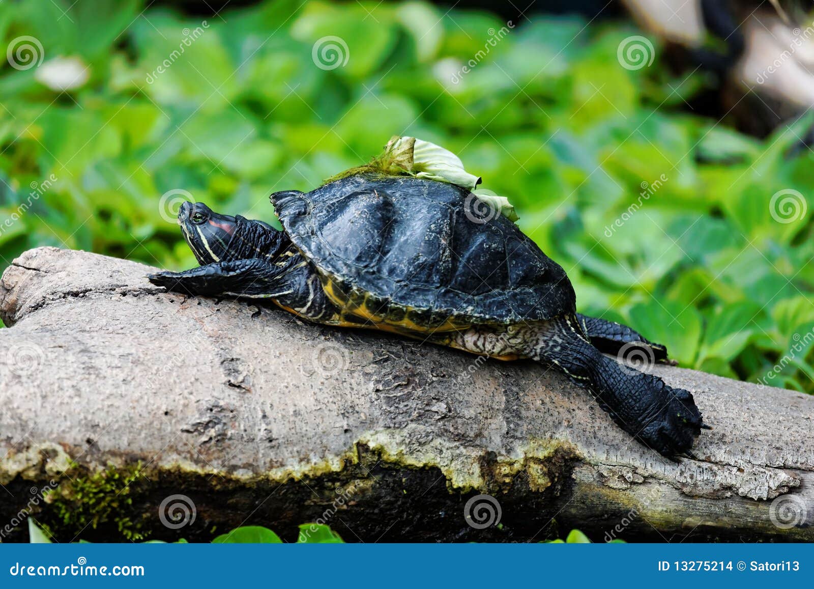 Turtle basking on a log stock photo. Image of logs, eyes - 13275214