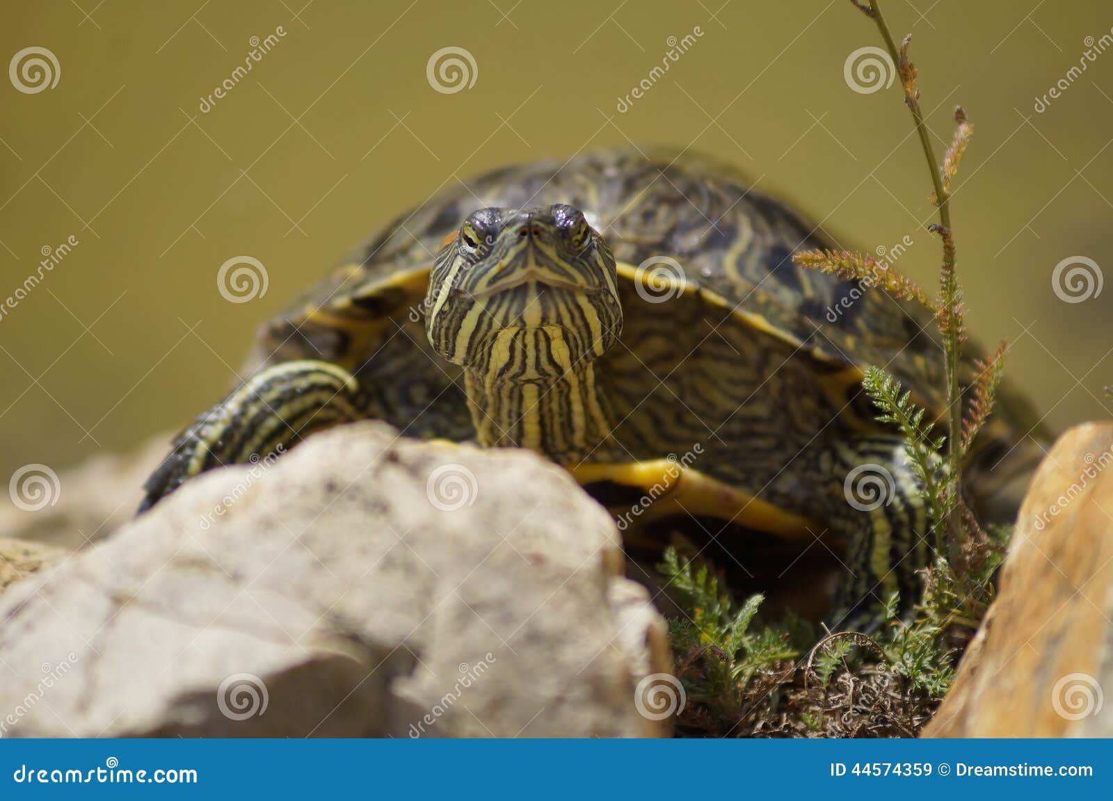 Turtle Basking in the Sonyshke Stock Image - Image of concinna, climbed ...