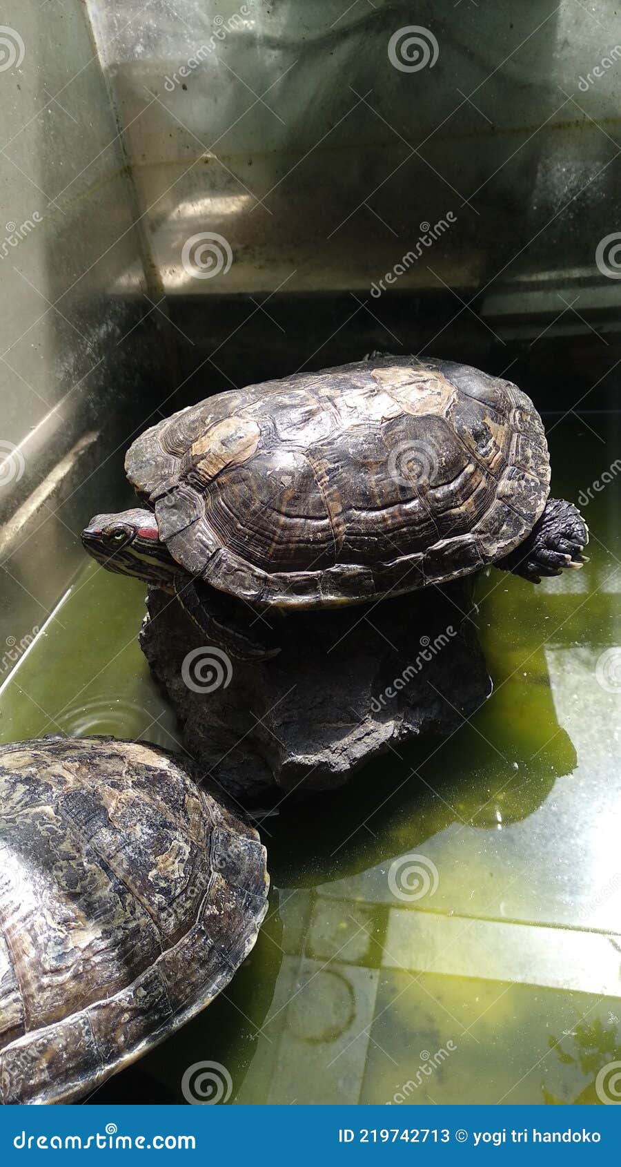 The relaxing turtle stock image. Image of tortoise, reptile - 219742713