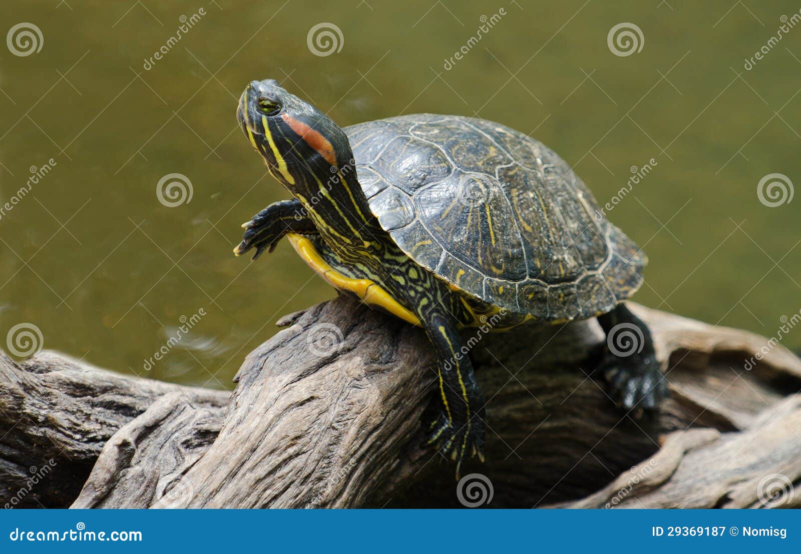 Turtle basking in the sun stock image. Image of scripta - 29369187