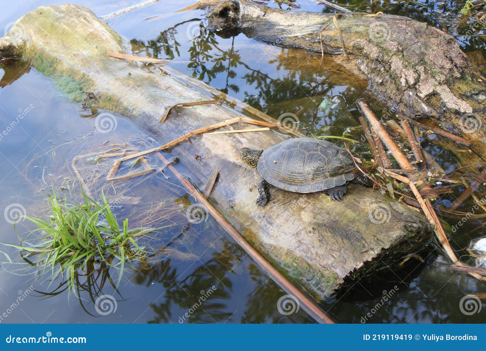 A Turtle Basking in the Sun on a Log Lying in the Water in Spring Stock ...