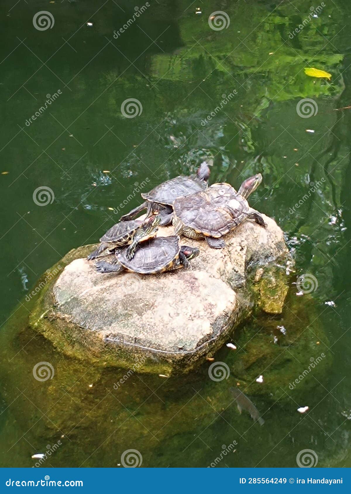 Turtle Basking in the Sun on a Rock Stock Image - Image of reflection ...