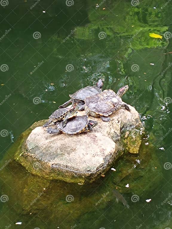 Turtle Basking in the Sun on a Rock Stock Image - Image of reflection ...