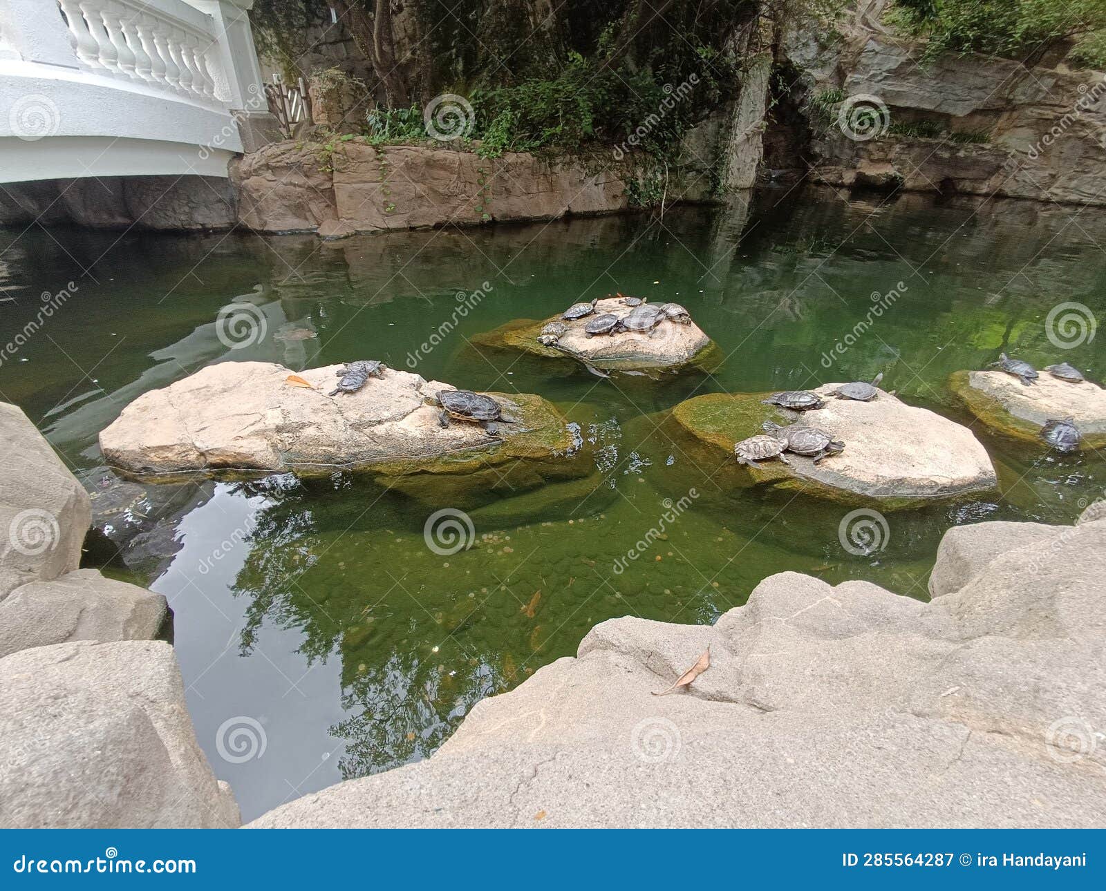 Turtle Basking in the Sun on a Rock Stock Image - Image of turtles ...