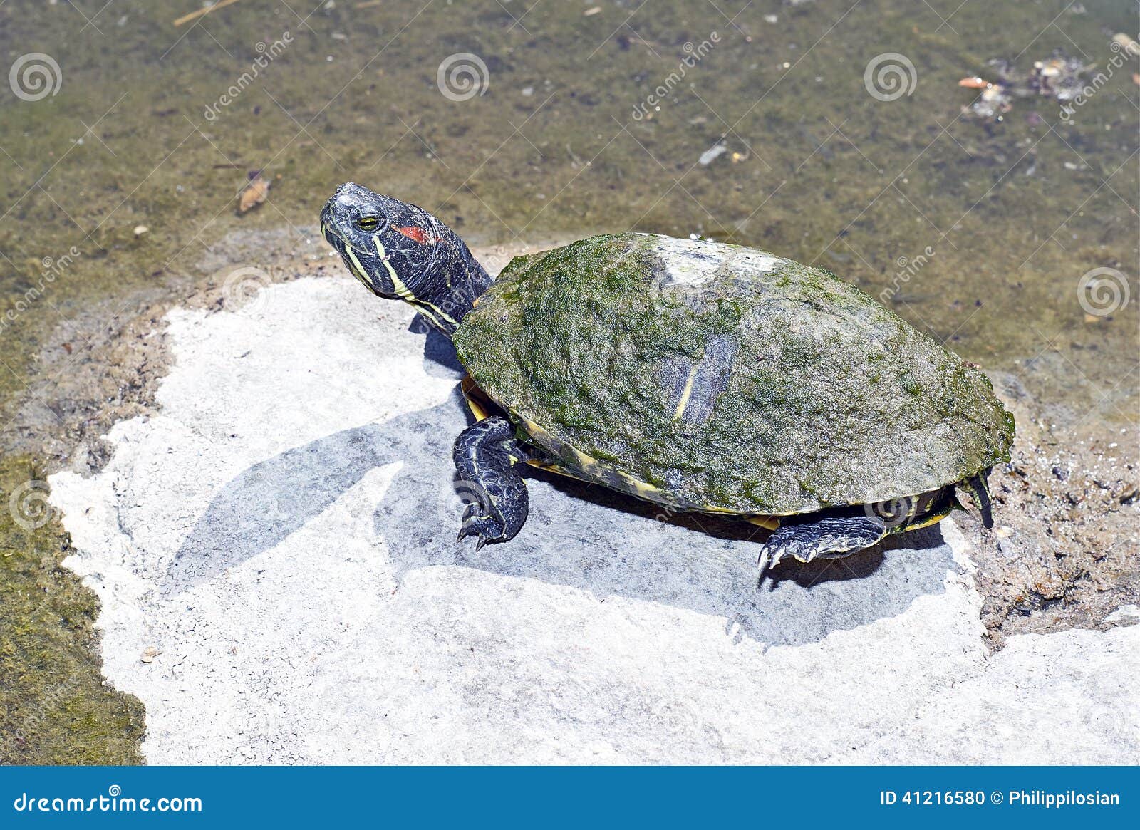 Turtle Basking in the Sun stock photo. Image of terrapin - 41216580