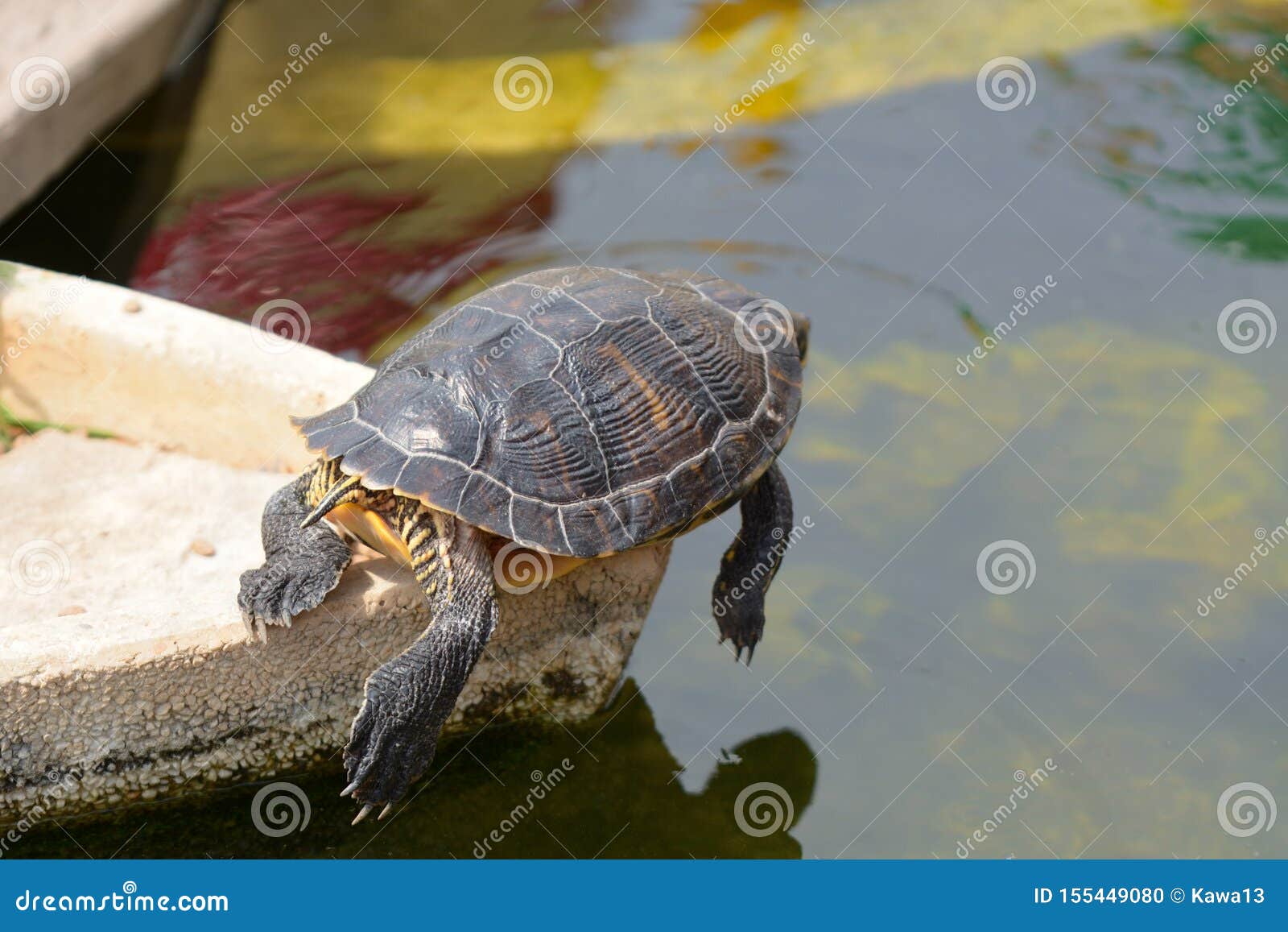 A Turtle Basking in the Sun Stock Photo - Image of reflection, marsh ...