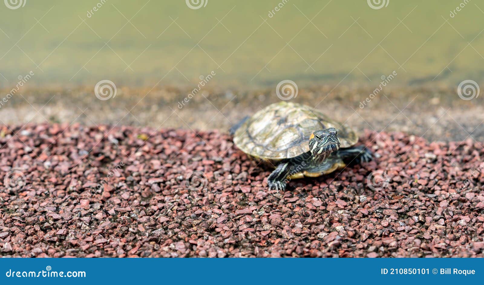 Turtle Basking on the Tree Stump in Fresh Water Pond of Chinese Garden ...