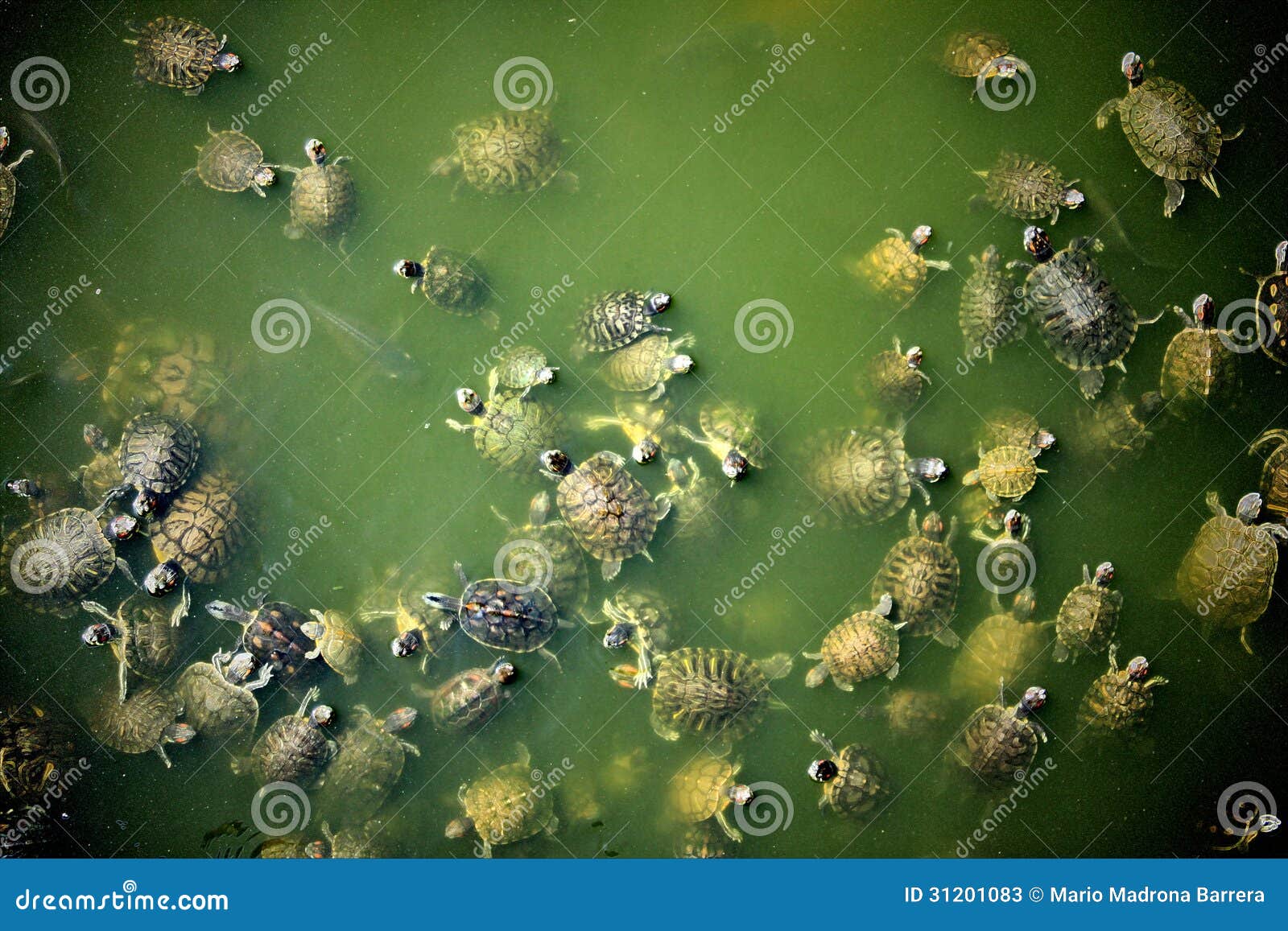 Turtle bath stock image. Image of water, bunch, pond - 31201083
