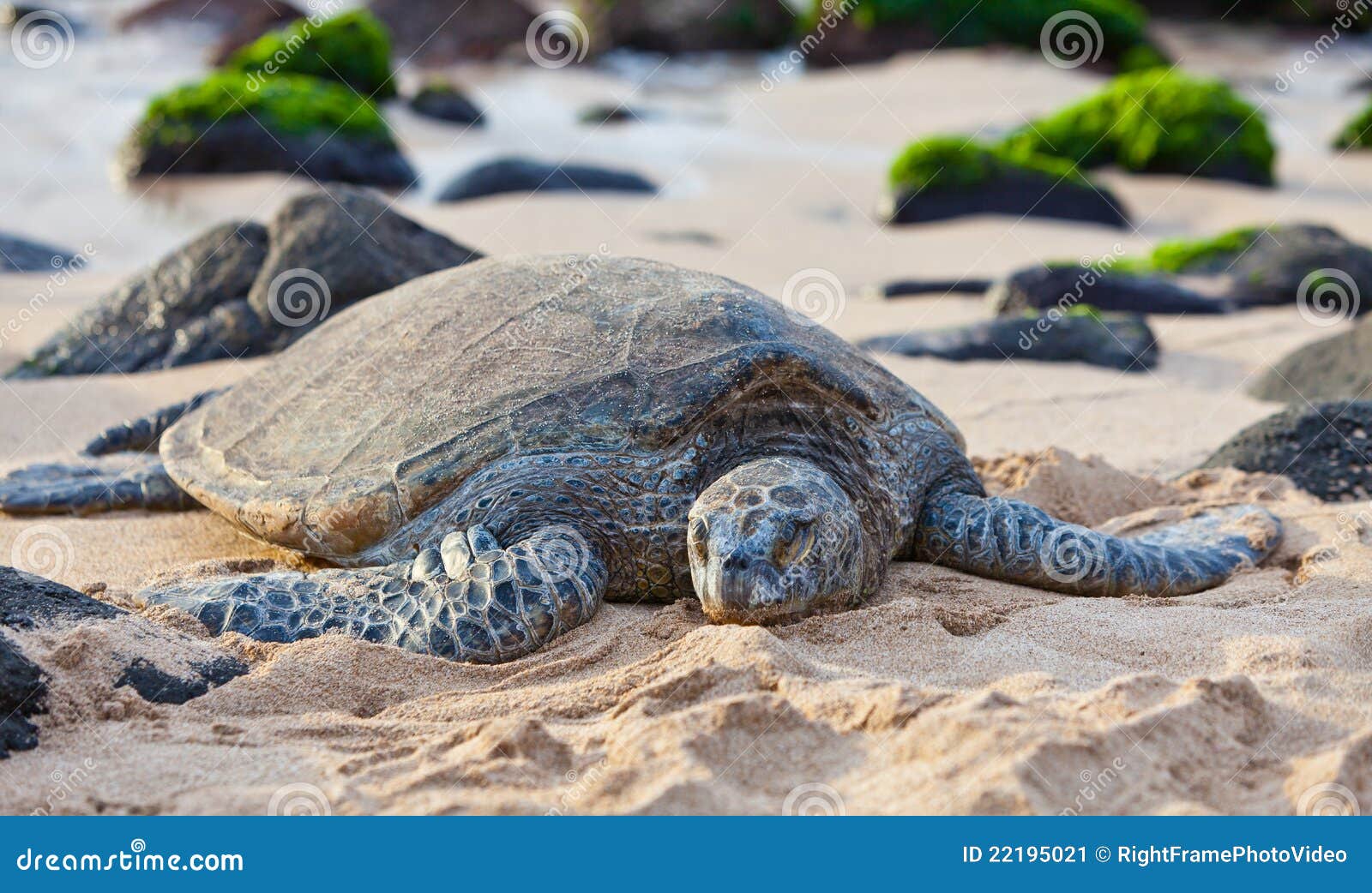 Turtle on Beach stock image. Image of island, animal - 22195021