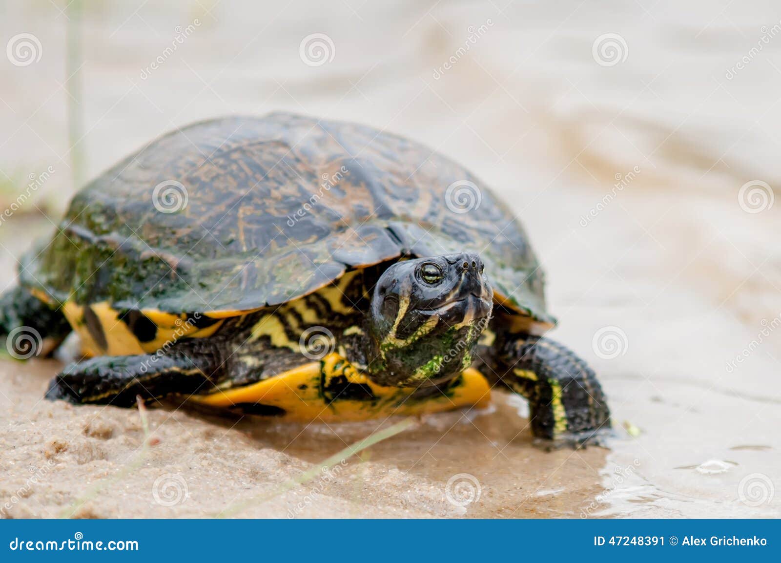Turtle on the Beach Relaxing Stock Image - Image of shell, hermanni ...