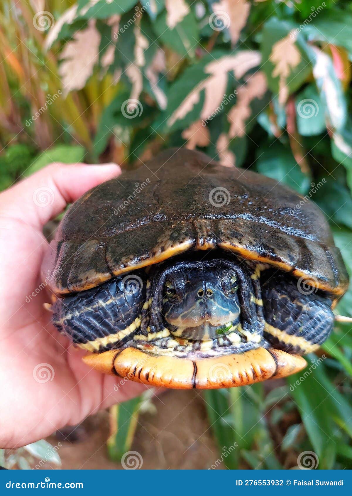 A Turtle, with Beautiful Color Patterns Stock Photo - Image of turtle ...
