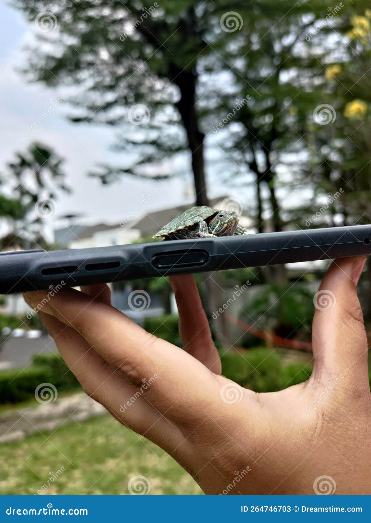 Turtle stock image. Image of turtle, king, sand, eating - 264746703