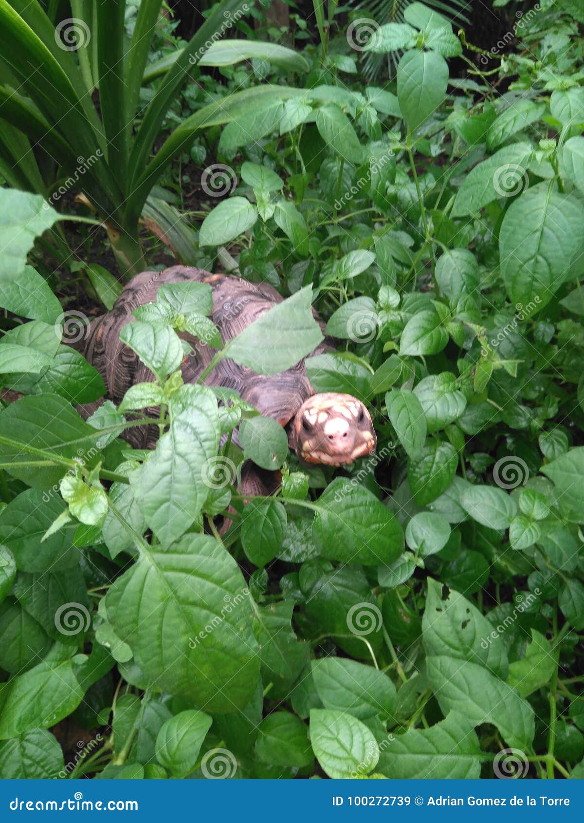Turtle From Behind View At Maldives Royalty-Free Stock Photo ...