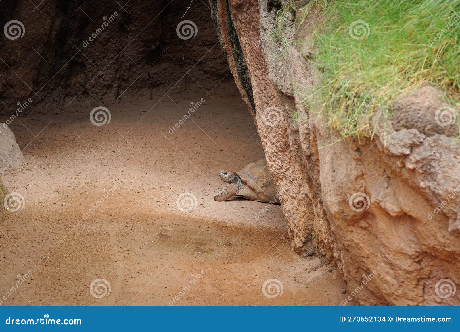 Turtle Behind a Rock Coming Out of a Cave with only Its Head Stock Photo - Image of cave, crowd ...