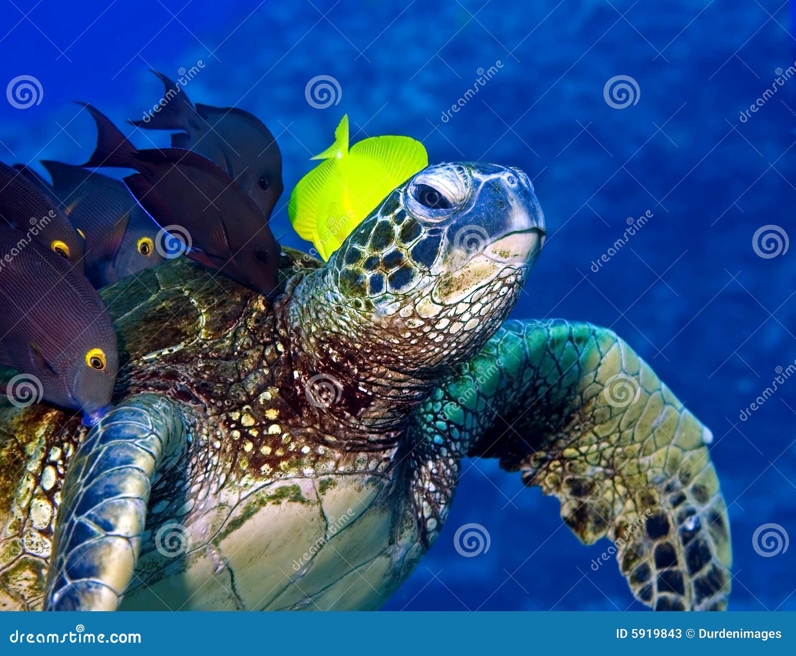 Turtle being cleaned stock image. Image of ocean, species - 5919843