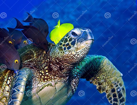 Turtle being cleaned stock image. Image of ocean, species - 5919843