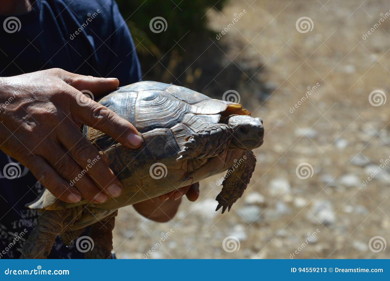 Turtle Being Hold Looking at Camera in Kusadasi, Turkey Stock Image ...