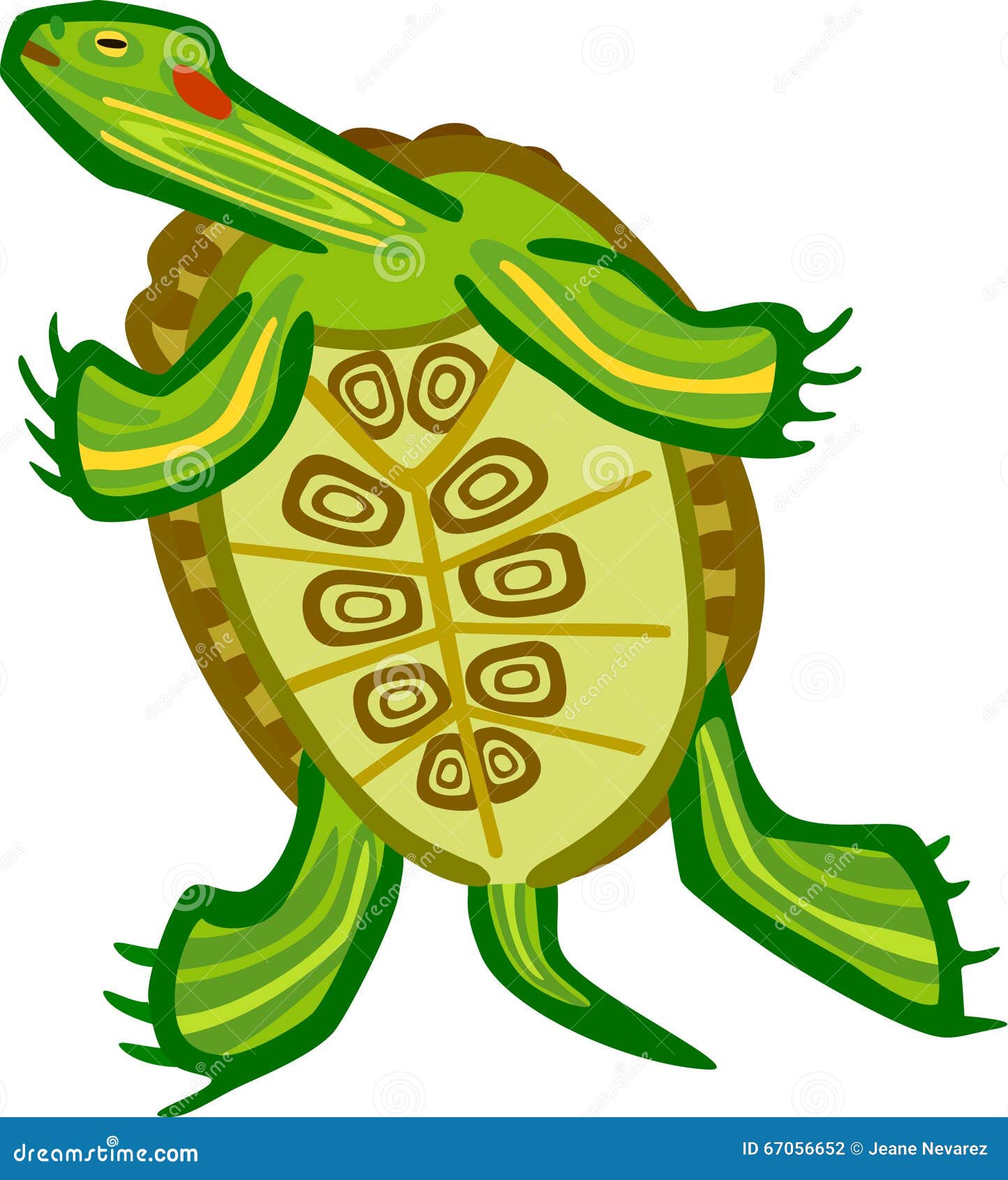 Turtle Belly stock vector. Illustration of trachemys - 67056652