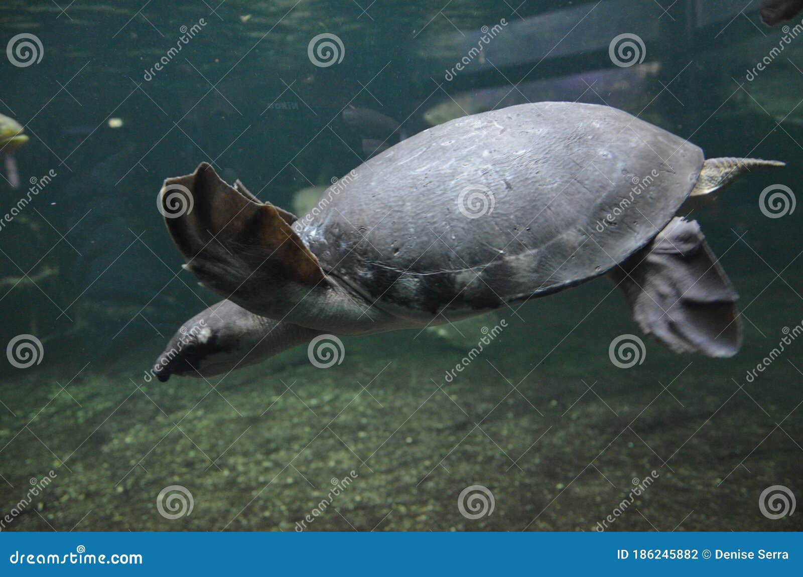 A Turtle, a Berlin Aquarium, Germany Stock Photo - Image of underwater ...
