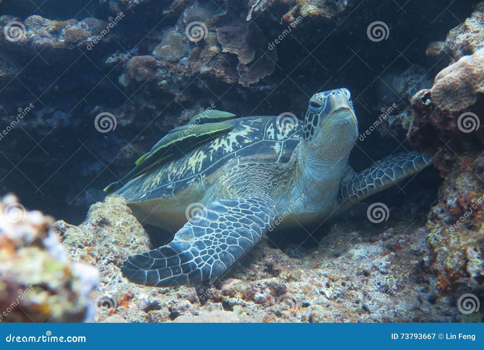 A turtle stock image. Image of face, coral, colorfou - 73793667