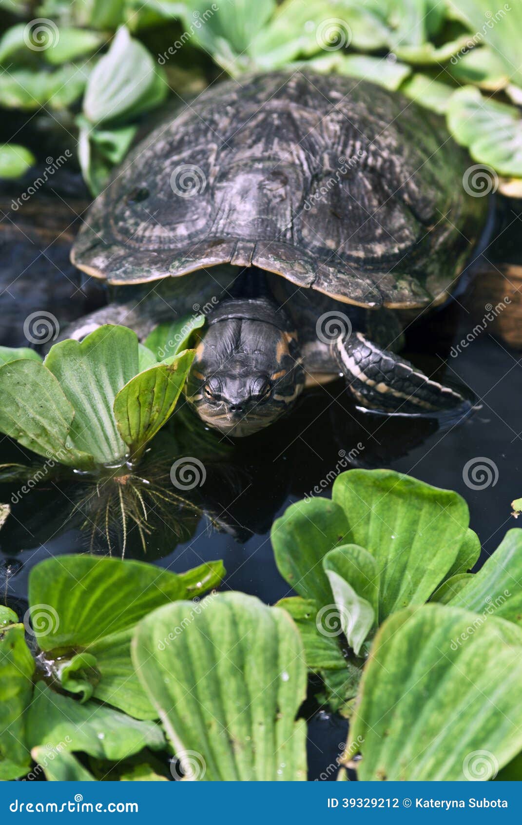 225 Big Grey Turtle Stock Photos - Free & Royalty-Free Stock Photos ...