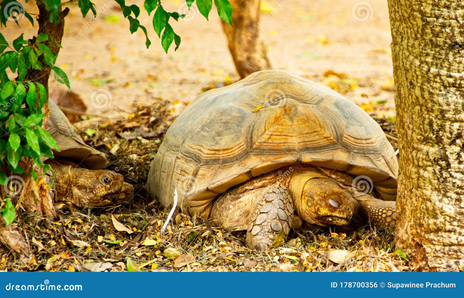 Turtle big on the ground stock photo. Image of small - 178700356