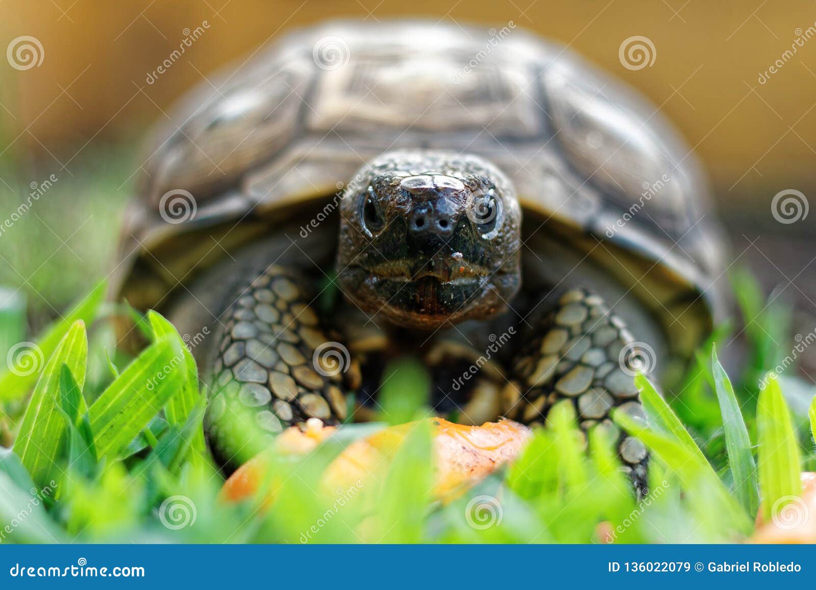 Turtle stock image. Image of herbivorous, motion, reptile - 136022079