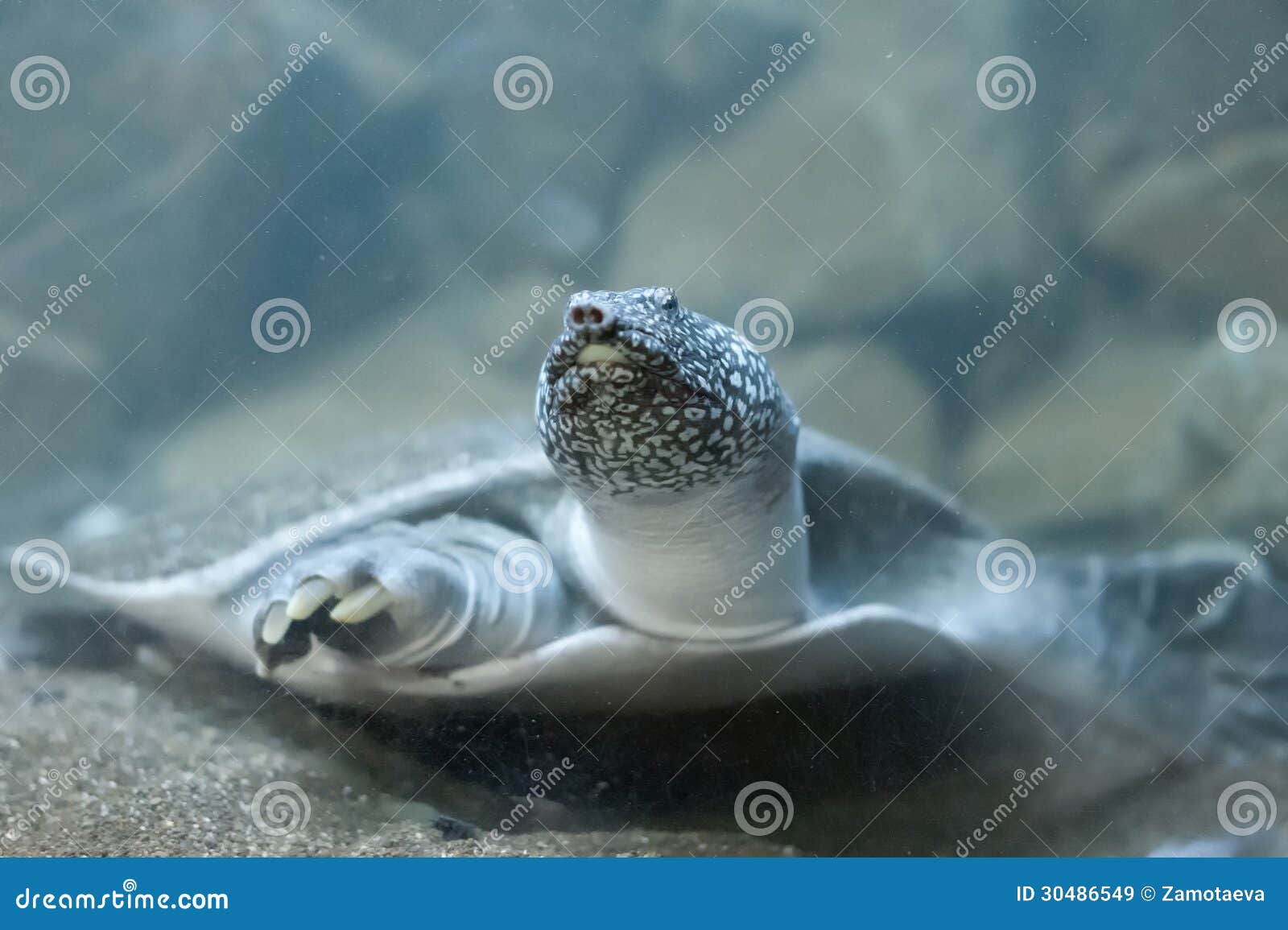 Turtle with the big nose stock image. Image of fish, brown - 30486549