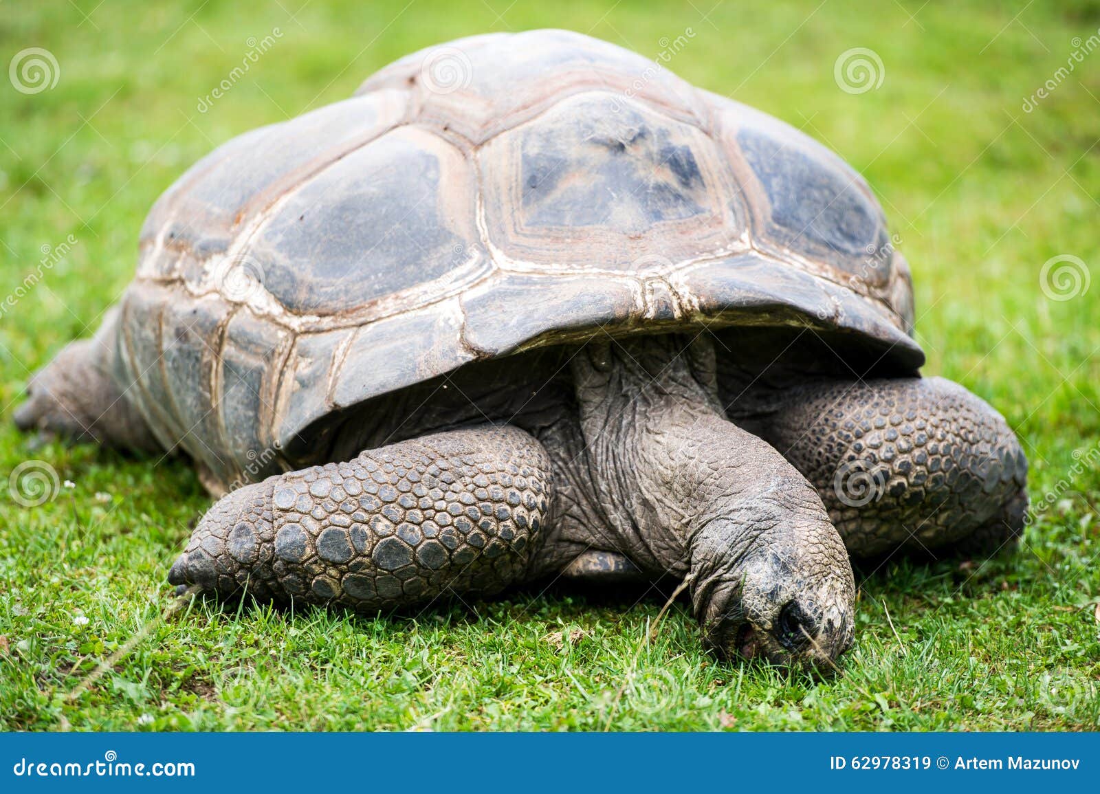 Turtle stock image. Image of reptile, grass, garden, bone - 62978319