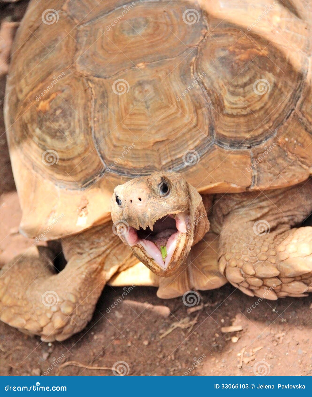 Turtle, big reptile stock image. Image of mouth, laziness - 33066103