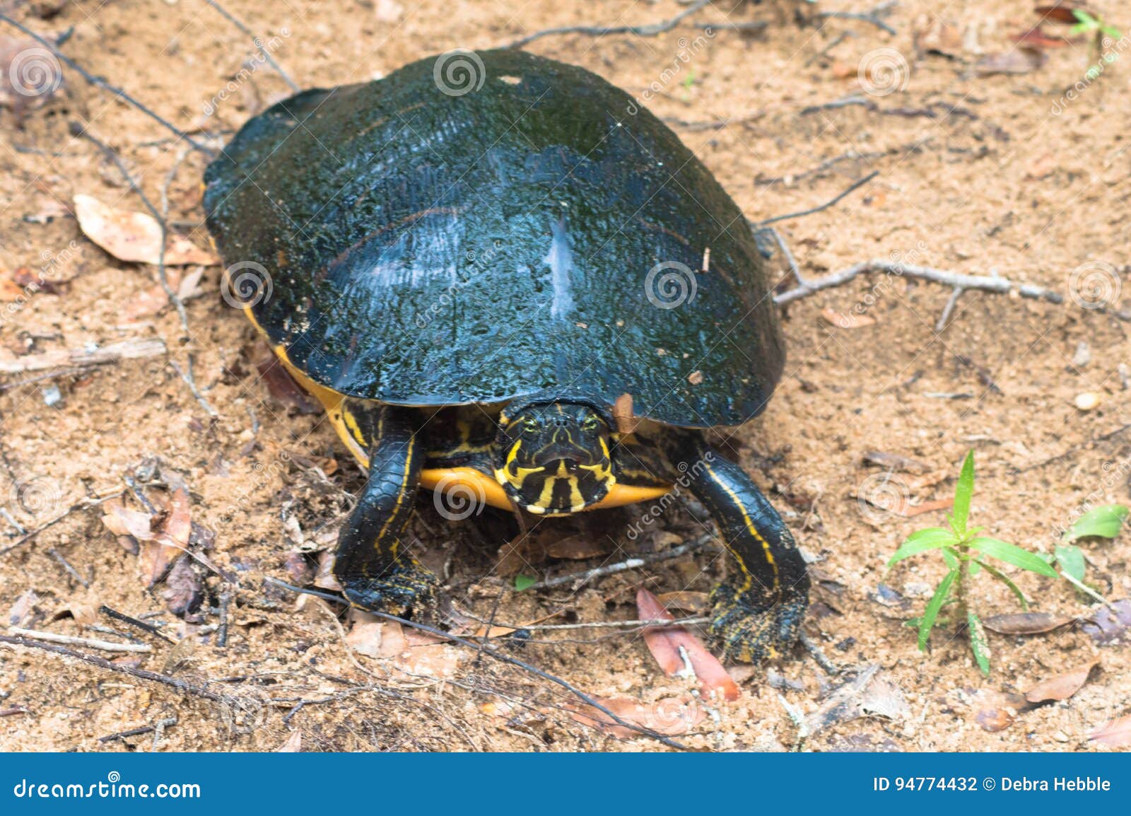 Turtle stock photo. Image of yellow, black, shell, turtle - 94774432