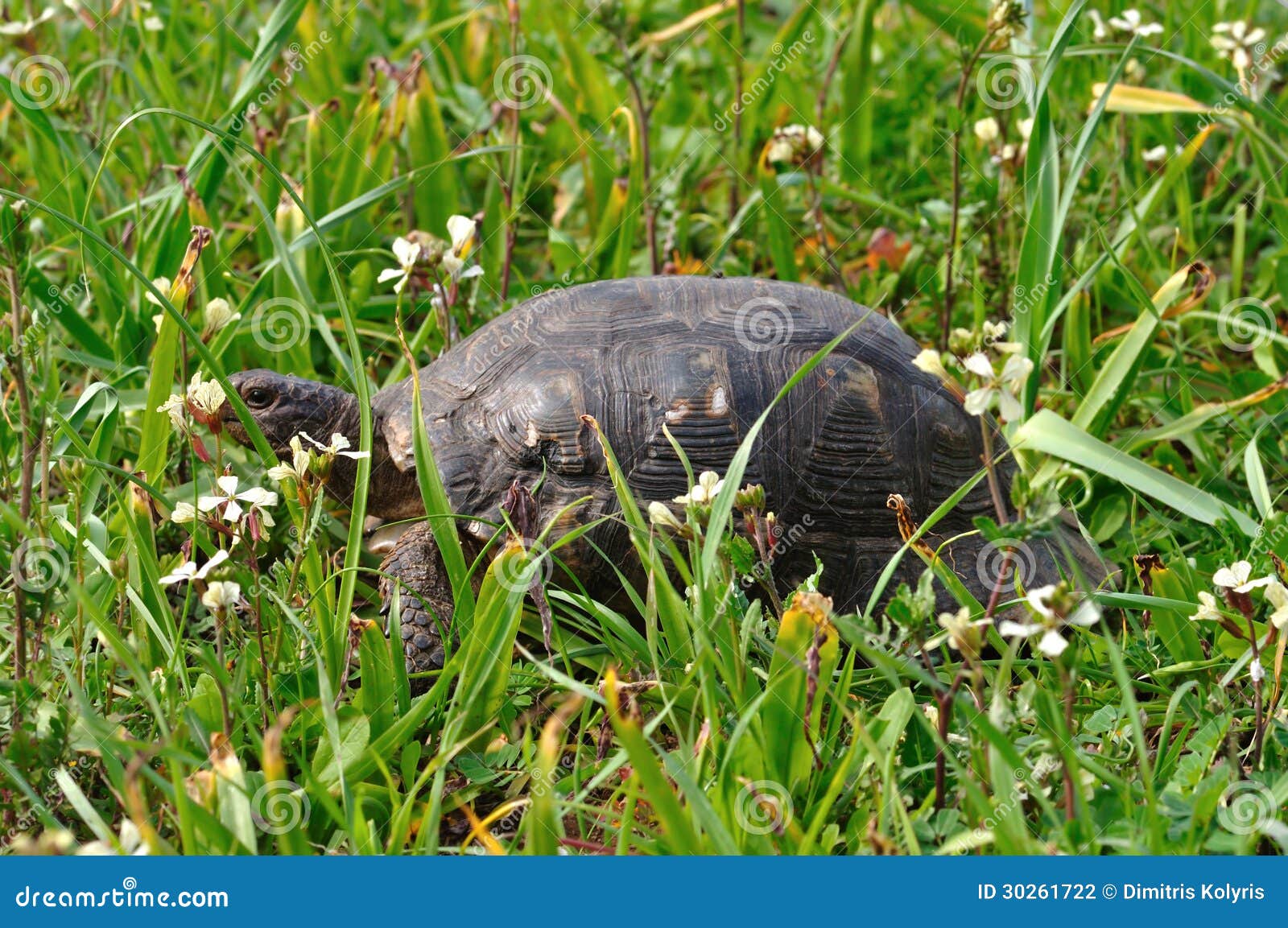 Turtle among Blooming Flowers Stock Photo - Image of crawling, closeup ...