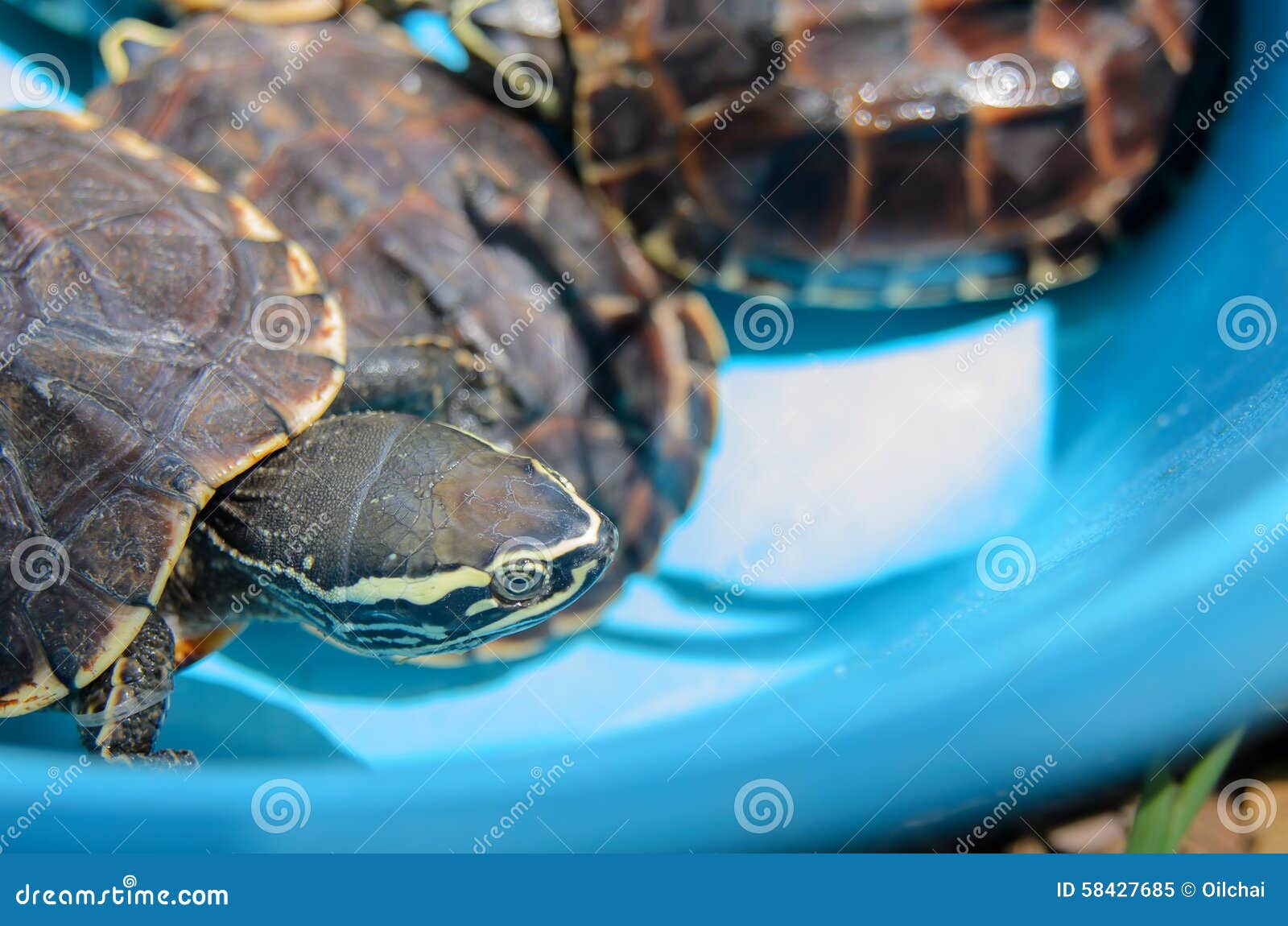 Turtle stock image. Image of nature, good, fresh, turtle - 58427685
