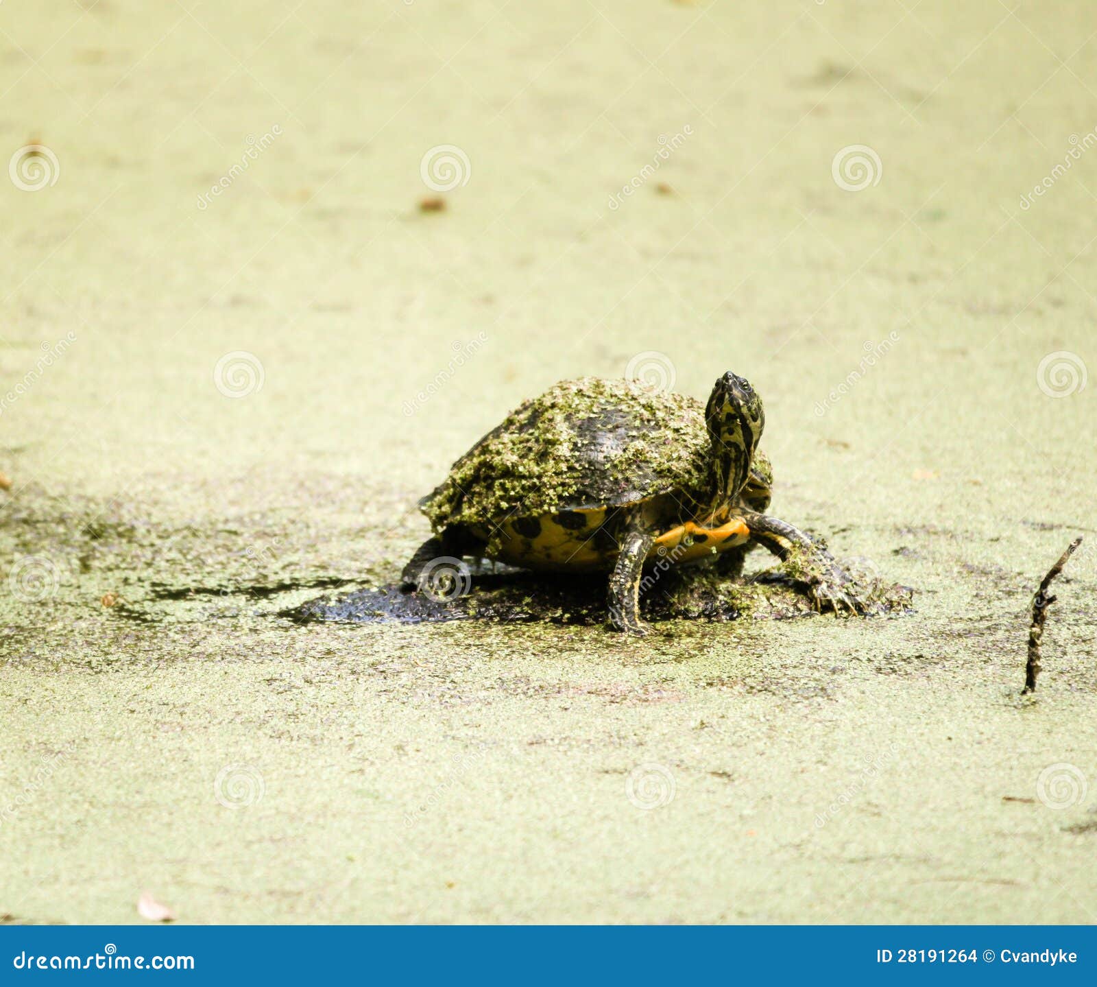 Turtle Bogged Down in Duckweed Slime Stock Photo - Image of slime ...