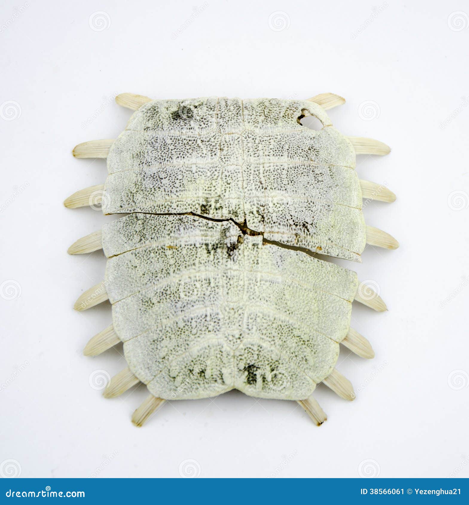 Turtle bone stock image. Image of stilllife, animals - 38566061