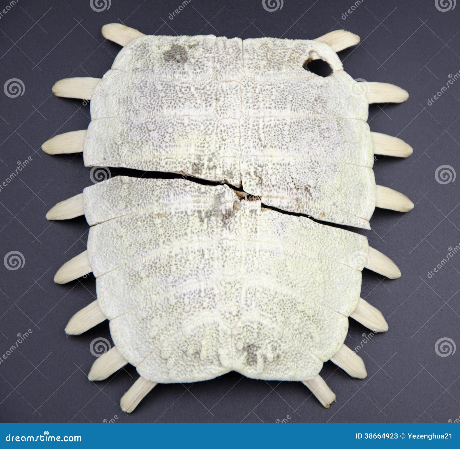 Turtle bone stock image. Image of animal, turtle, amphibious - 38664923