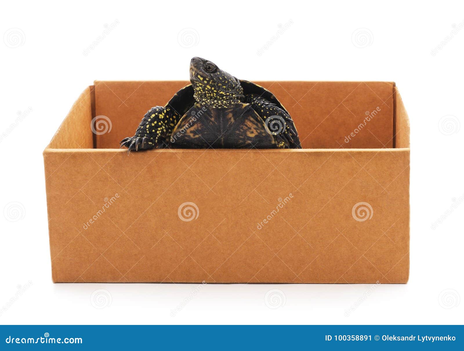 Turtle in the box. stock image. Image of surprise, cute - 100358891
