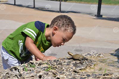 Turtle and boy3 stock image. Image of peers, investigate - 20445093