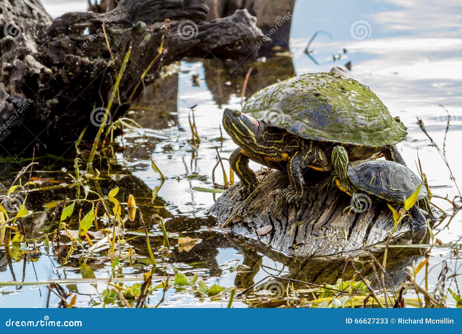 A Turtle at Brazos Bend Texas. Stock Image - Image of limb, cute: 66627233