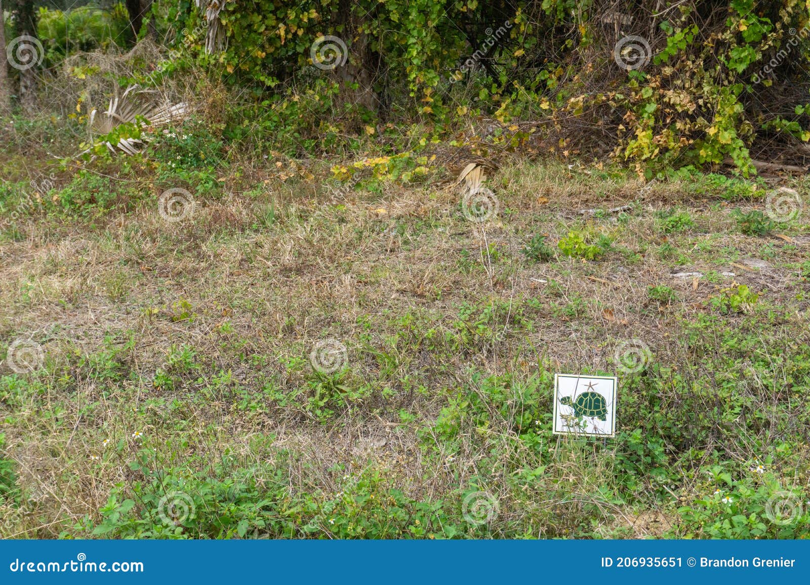 Turtle Nesting Site in Florida Stock Image - Image of outdoors, caution ...