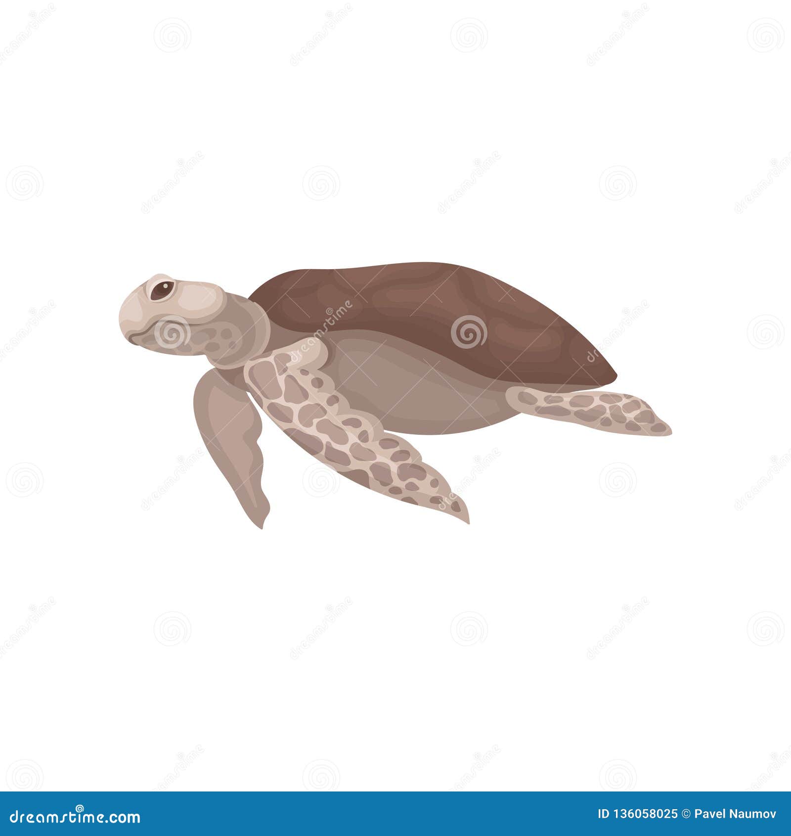 Turtle with Brown Shell, Tortoise Reptile Animal, Side View Vector ...