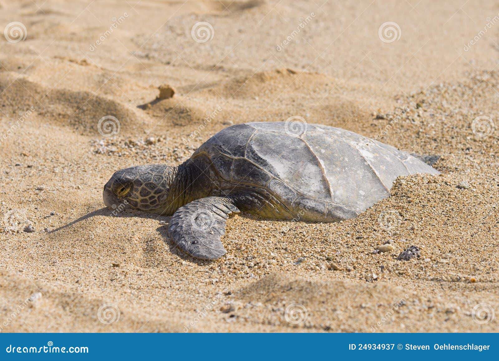 Turtle Buired in Sand stock image. Image of turtle, hawaiian - 24934937