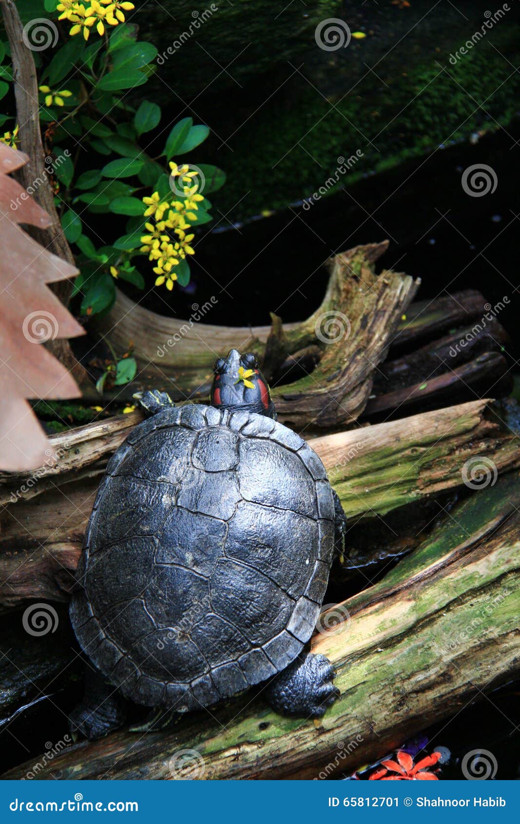 Turtle , Butterfly Conservatory Stock Image - Image of niagara ...